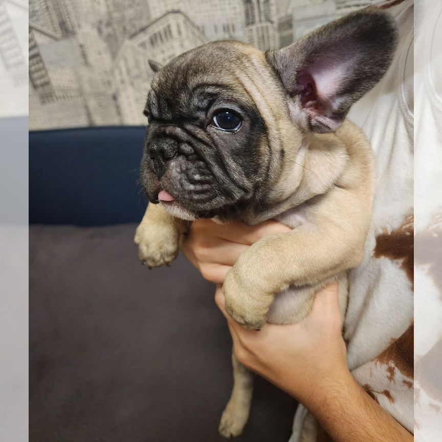 Французский бульдог, щенок