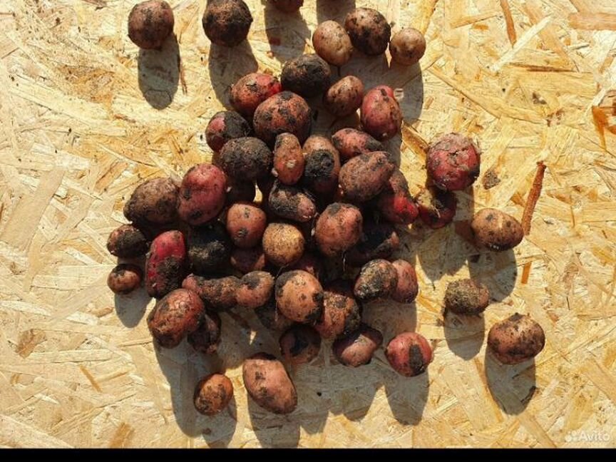 Отдам картошку на корм скотине