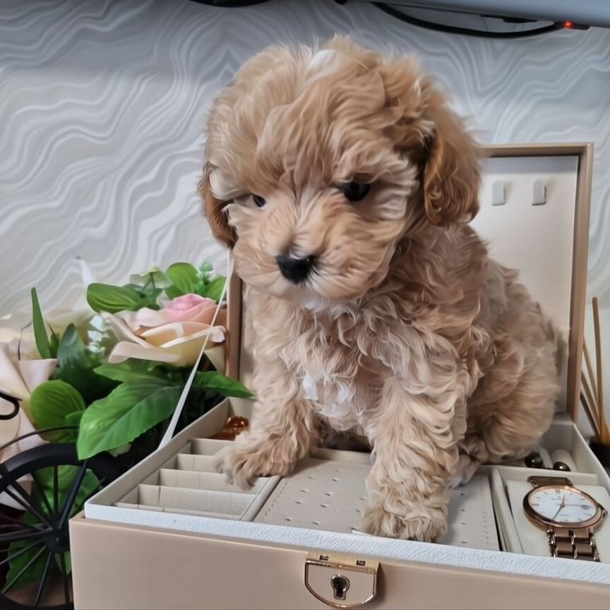 Мальтипу, щенок