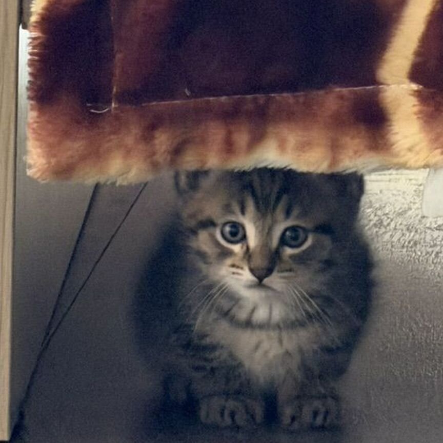 Котёнок в добрые руки