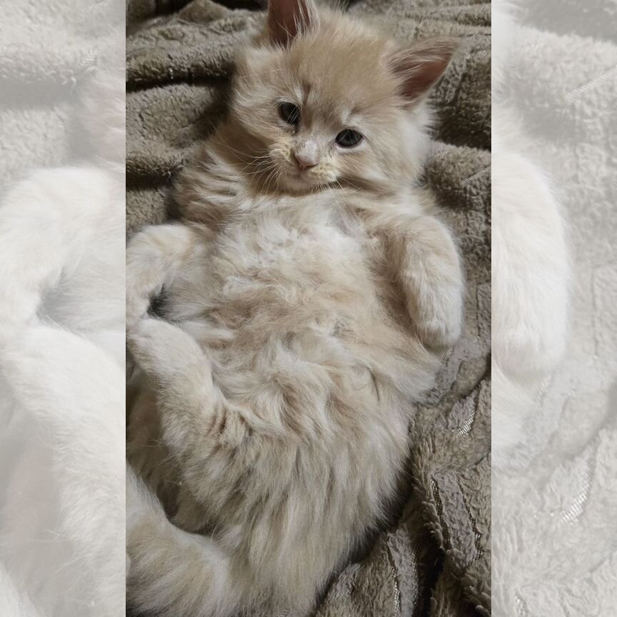 Котёнок от частного владельца