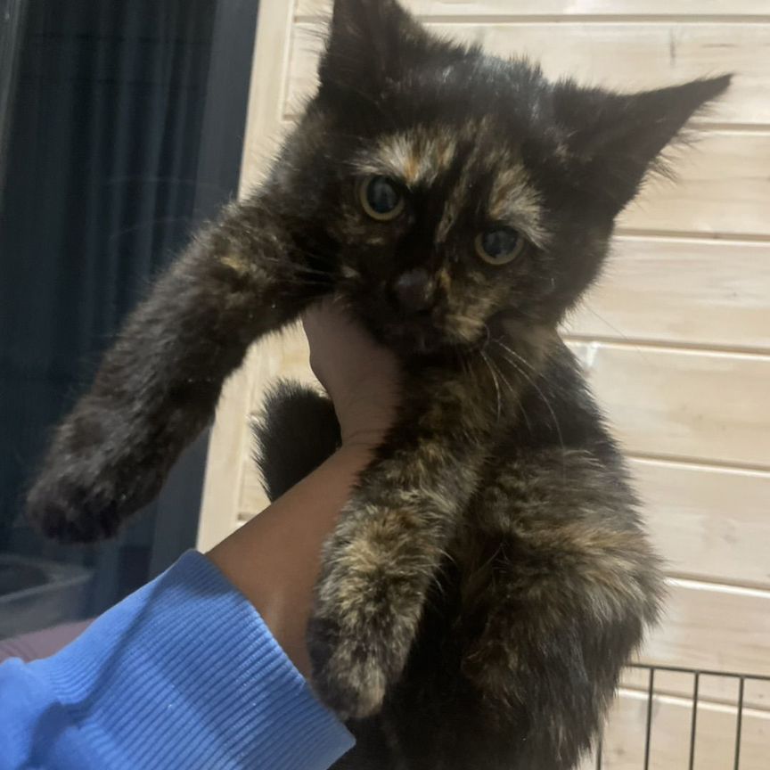 Котята в добрые руки 3 мес бесплатно