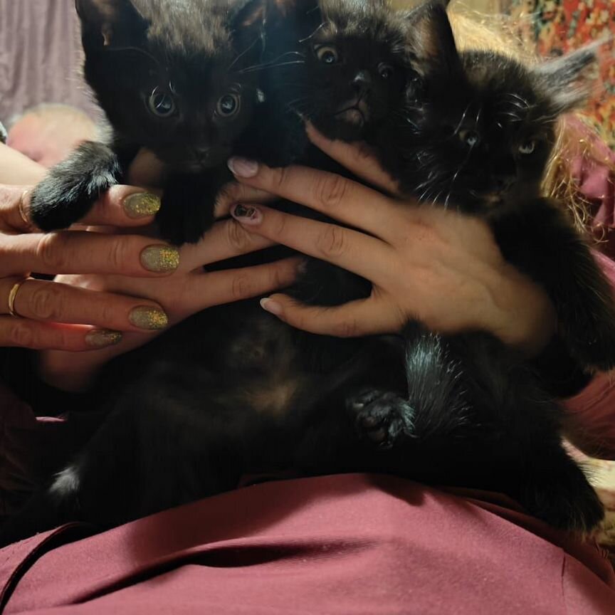 Котята в добрые руки