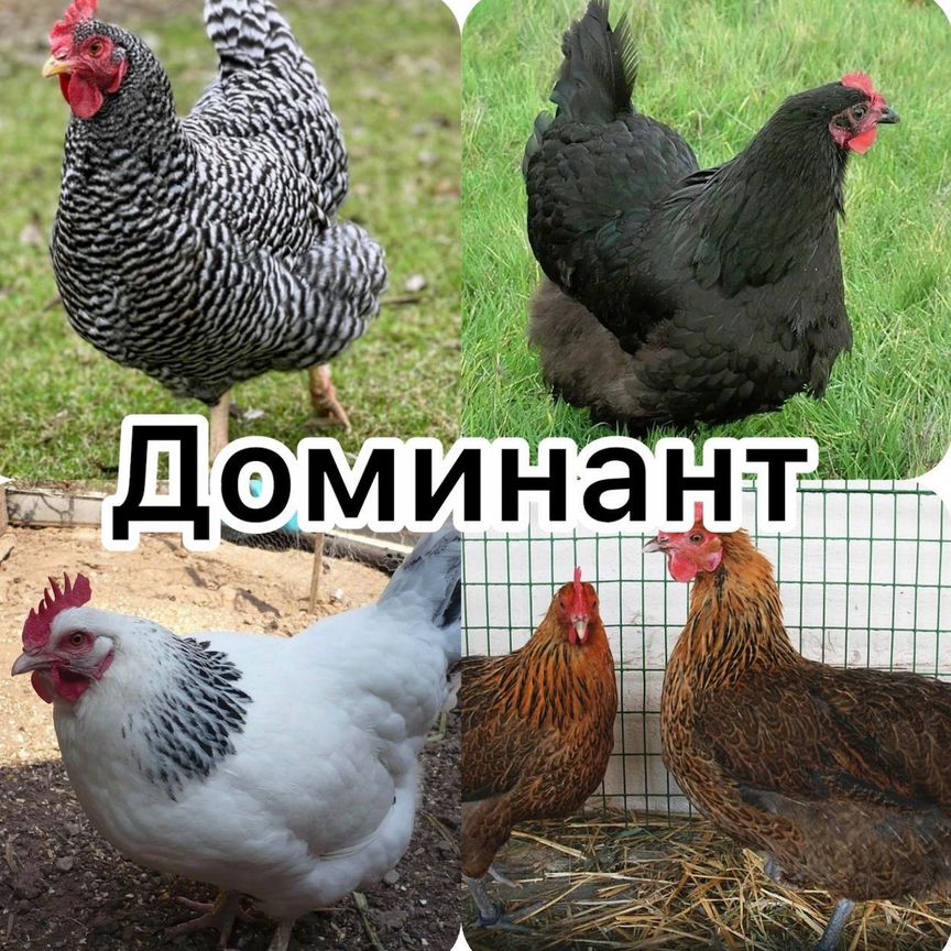 Куры молодки несушки доминант