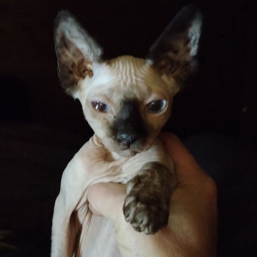 Канадский сфинкс котёнок