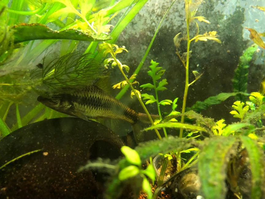 Барбусы акулий, черный, суматранский