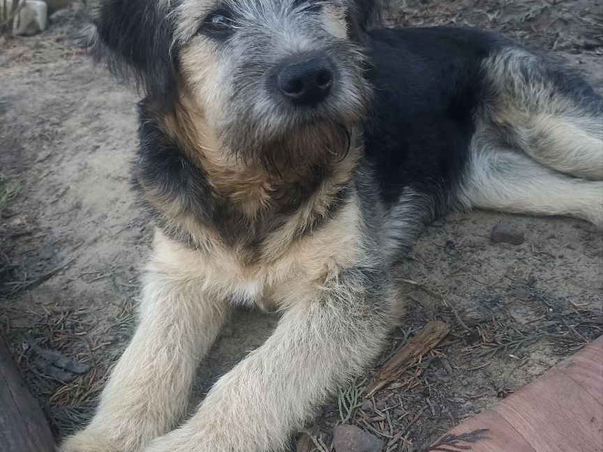 Щенки в добрые руки