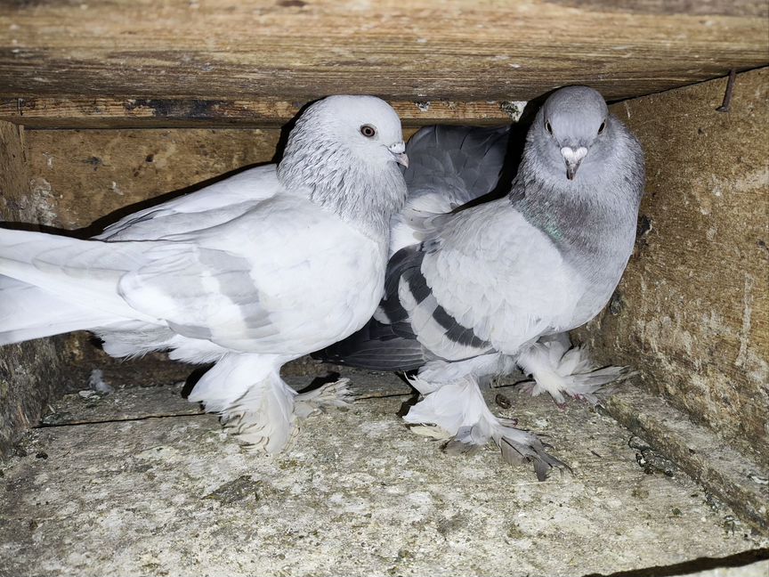 Голуби касаны