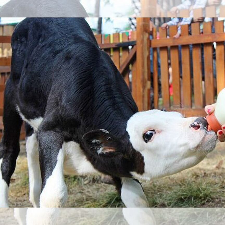 Поилка для выпойки телят