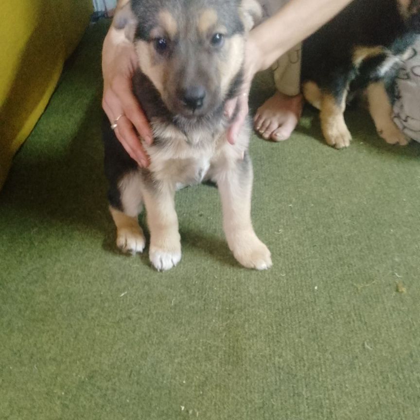 Помесь Немецкая овчарка-француский бульдог