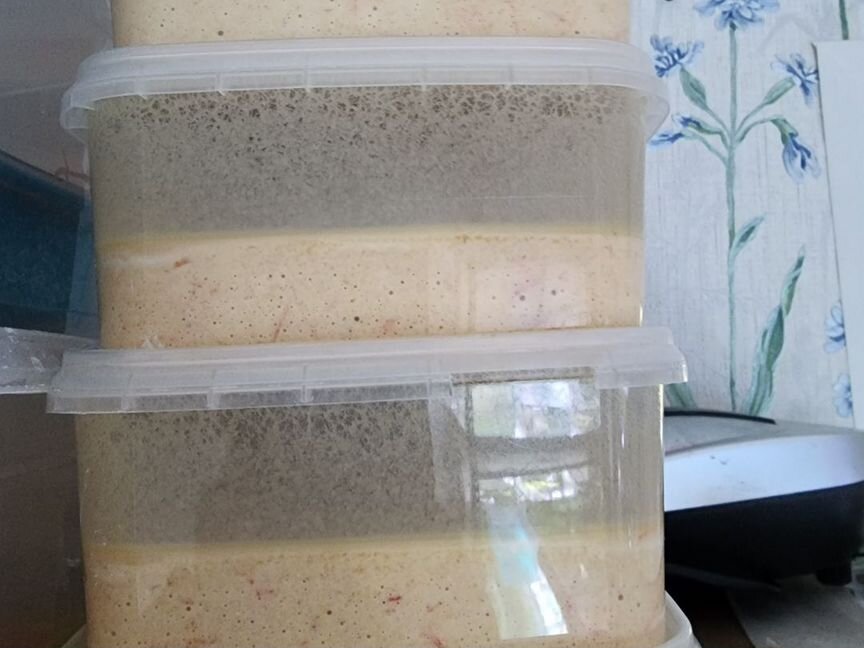 Нематода уксусная угрица