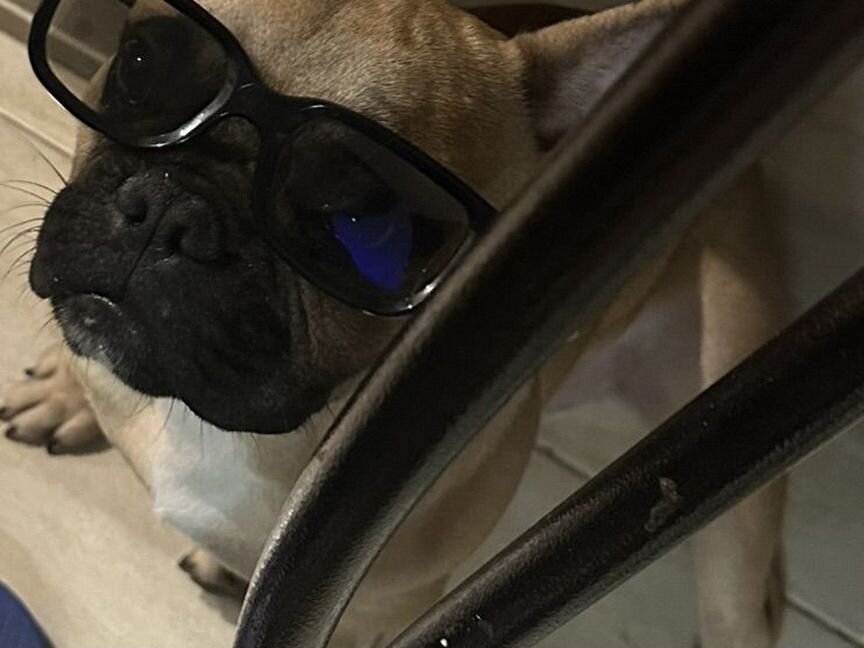 Французский бульдог