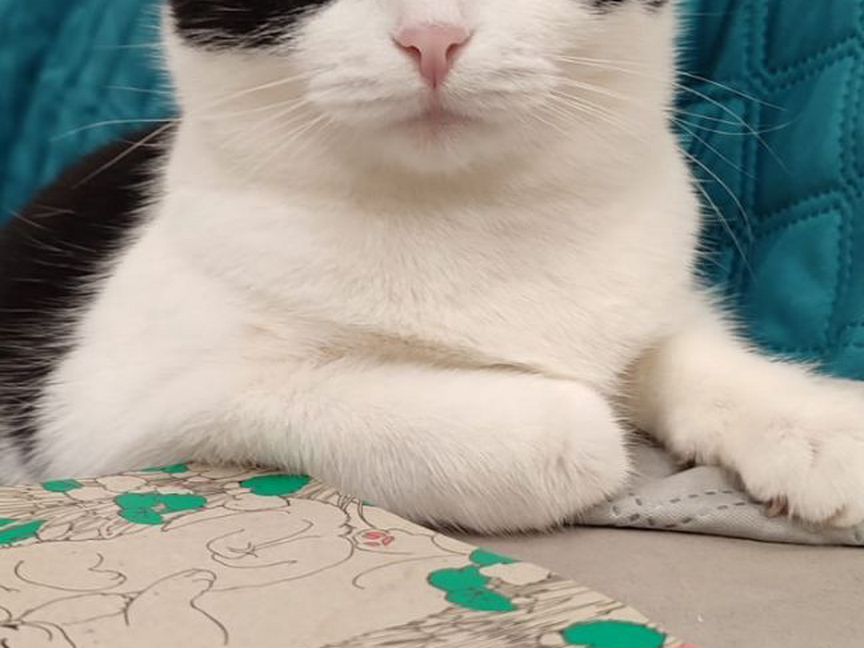 Кошечка София