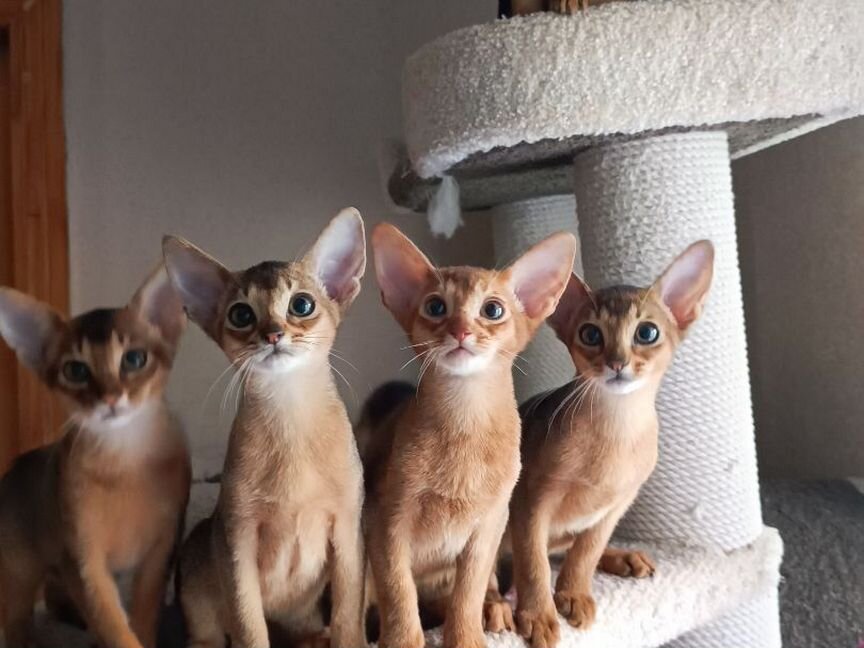 Кошки