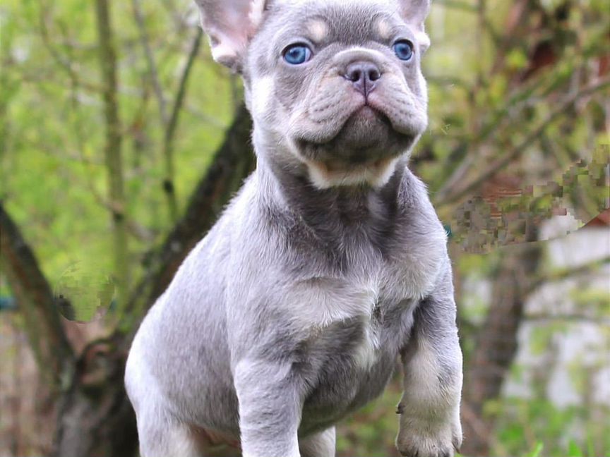 Французский бульдог щенки