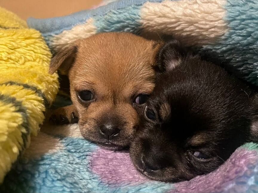 Щенки чихуахуа девочки