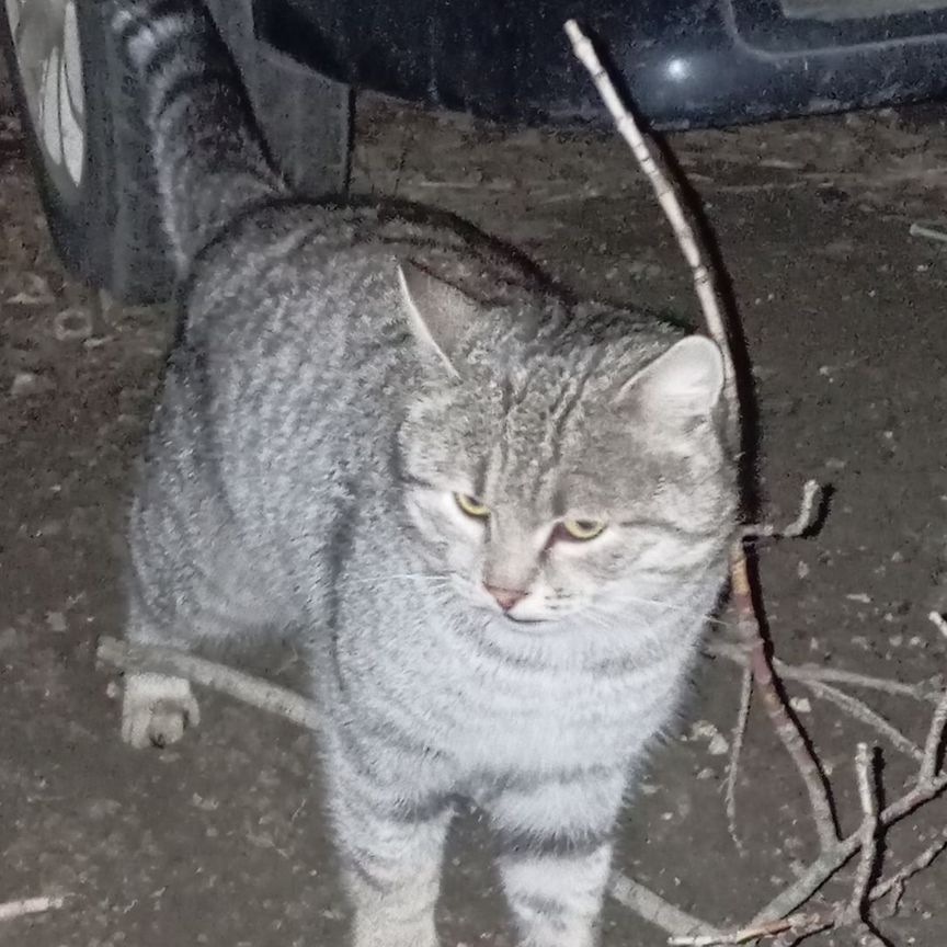 Кот потеряшка. Хозяин отзовись