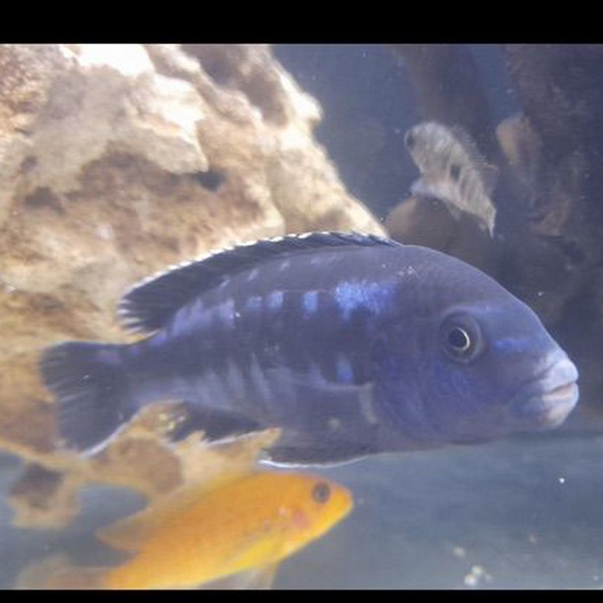 Рыбки цихлиды, демасони