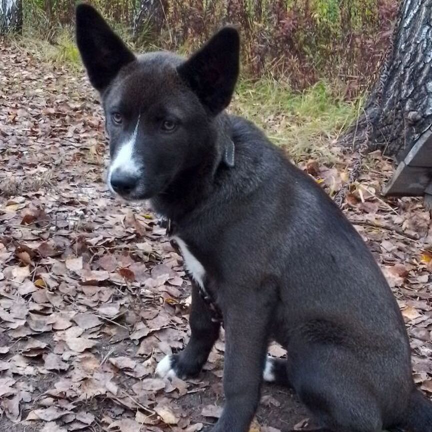 Собака в добрые руки