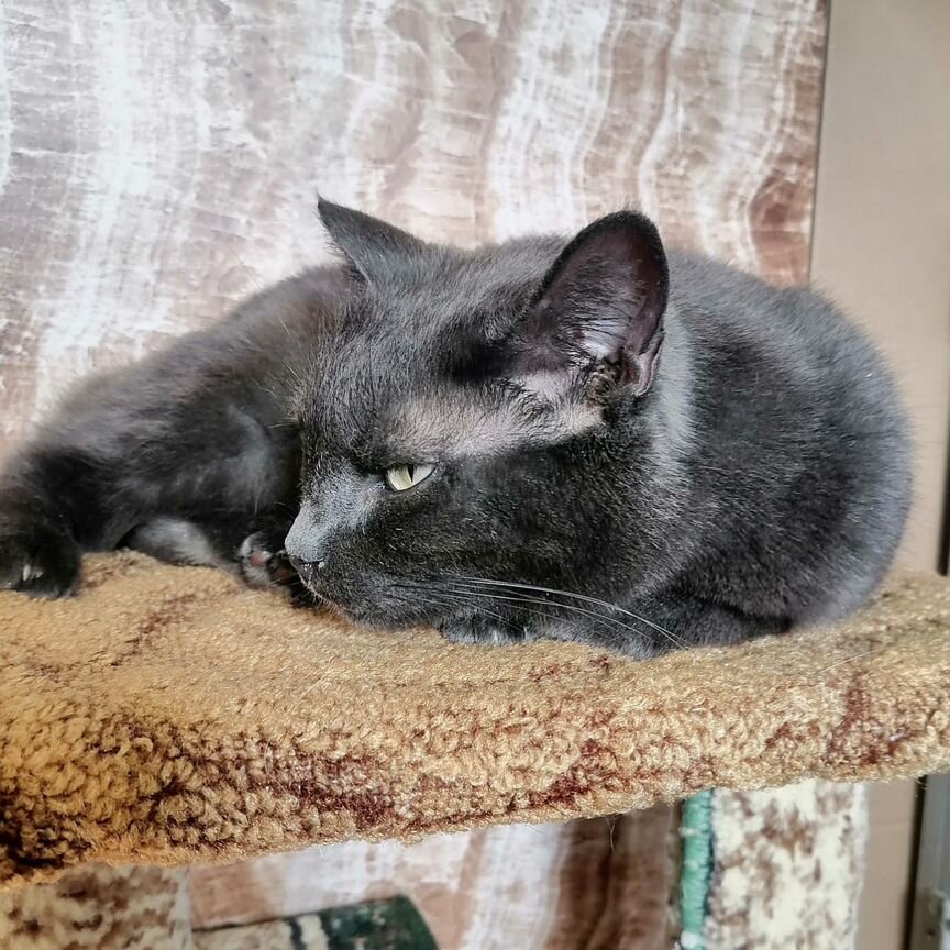 Кошечка в добрые руки