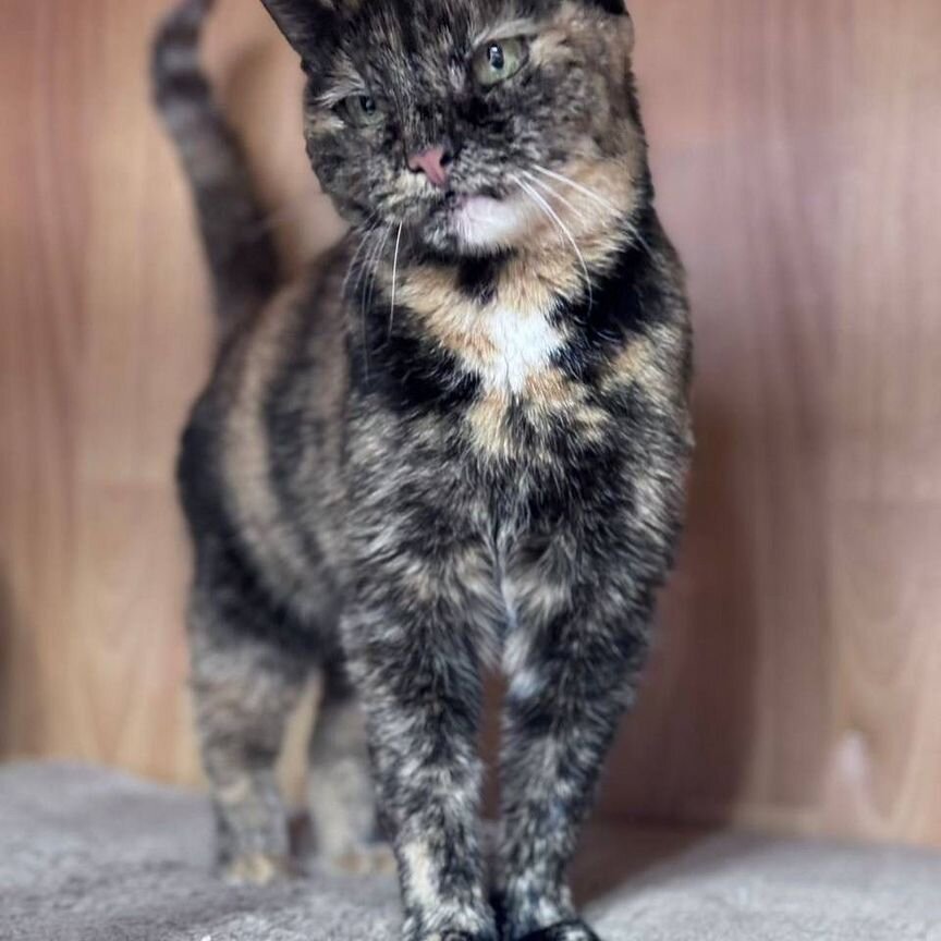 Кошка Рыся из приюта Некрасовка