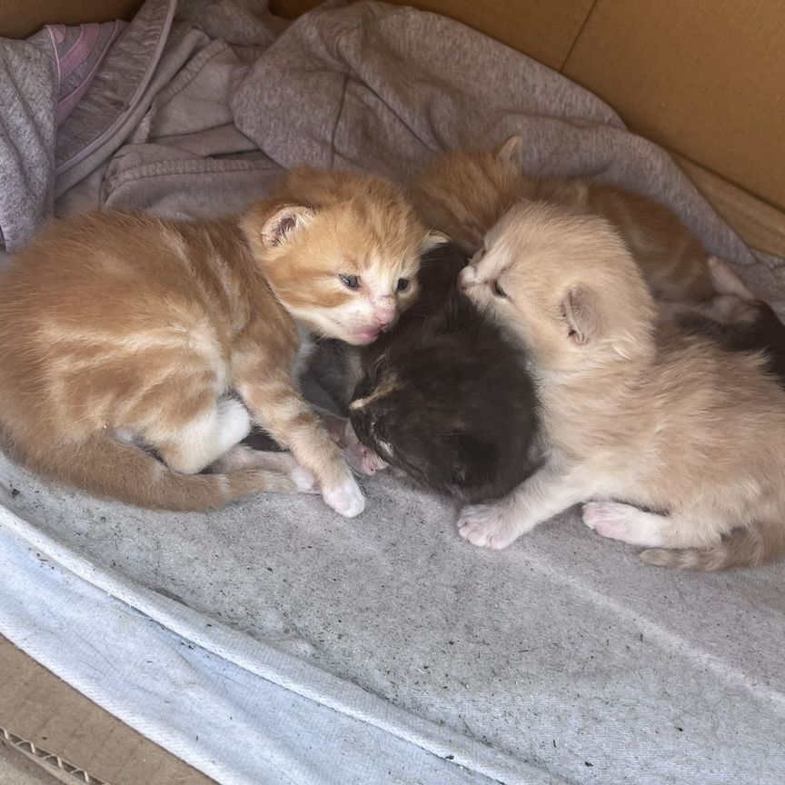 Котята в добрые руки