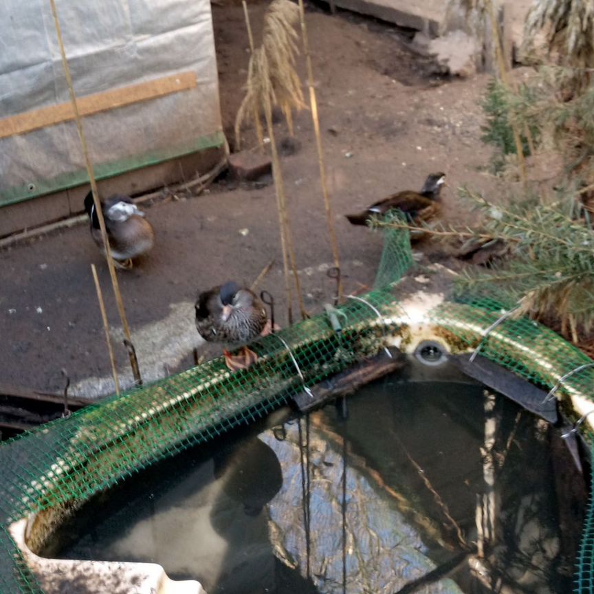 Древесная утка