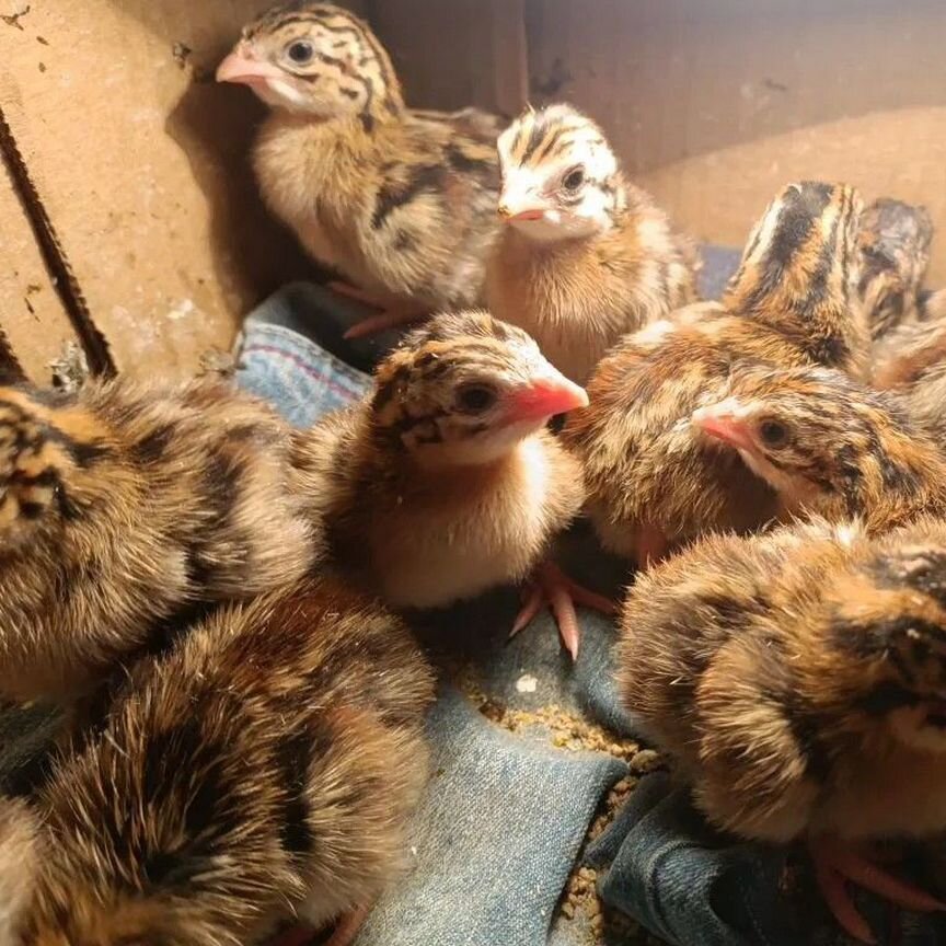 Цыплята бройлерной цесарки