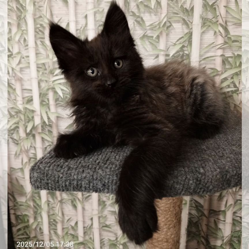 Мейн-кун котёнок