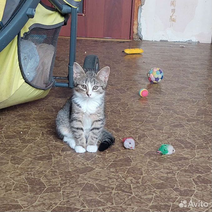 Котёнок загляденье в добрые руки