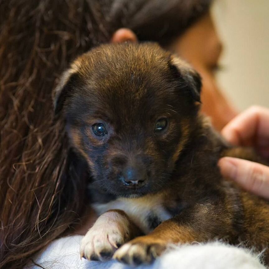 Щенок в добрые руки