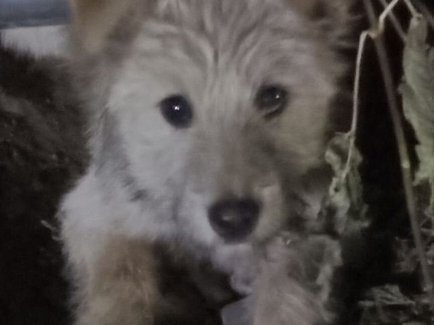 Собака в добрые руки щенок