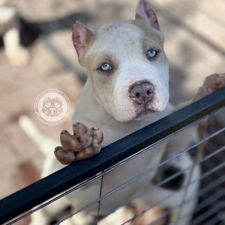 Щенок Американский Булли