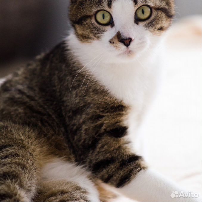 Кот Кабачок