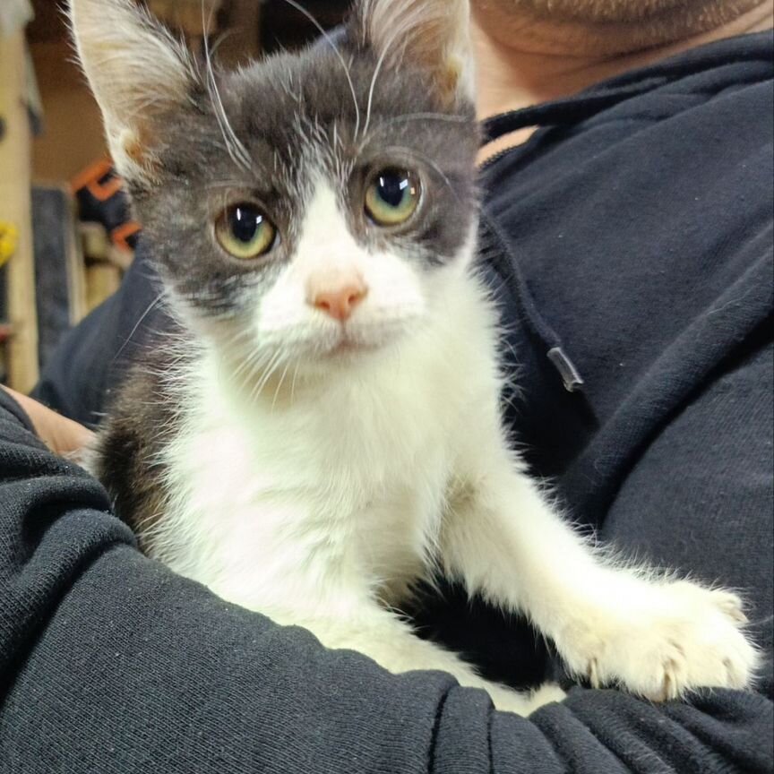 Котята бесплатно в дар в добрые руки