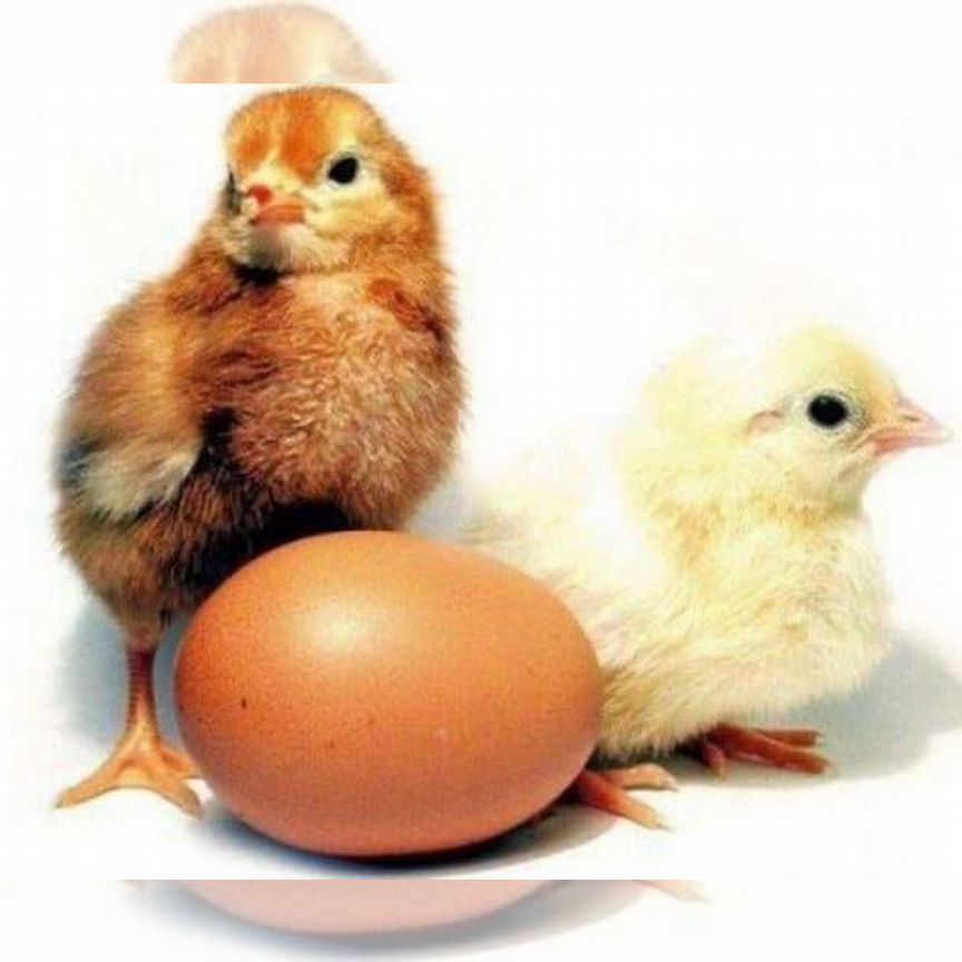 Суточные петушки "Ломан Браун"