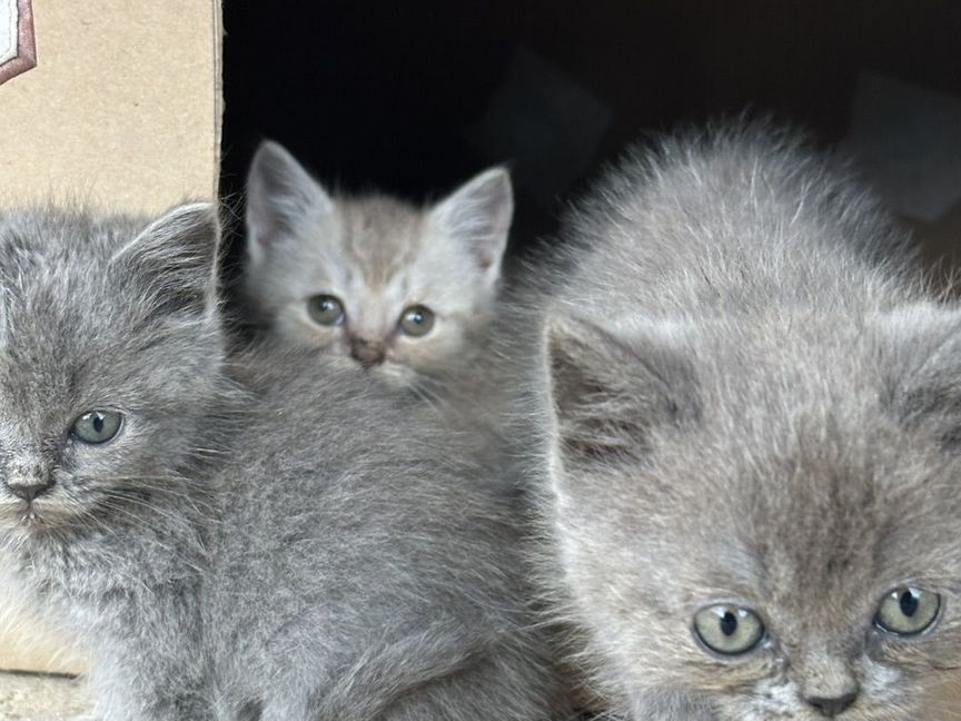 Котята от шотдландской кошки