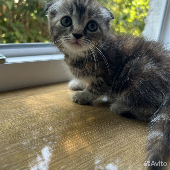 Шотландские вислоухие котята бесплатно