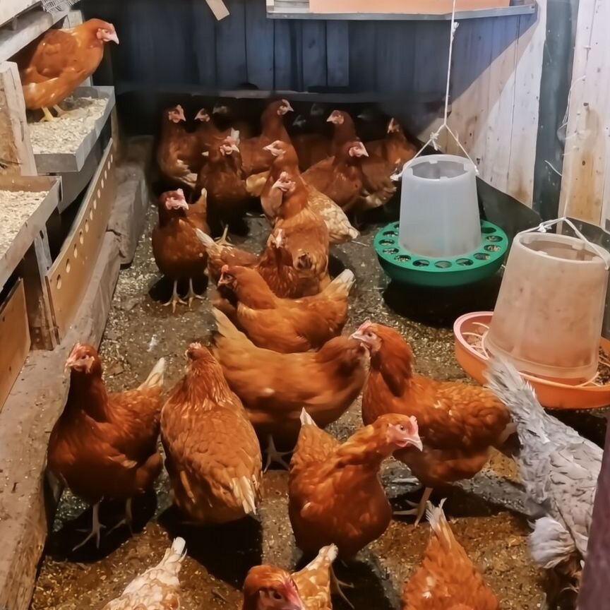 Курочки-несушки. Бройлеры