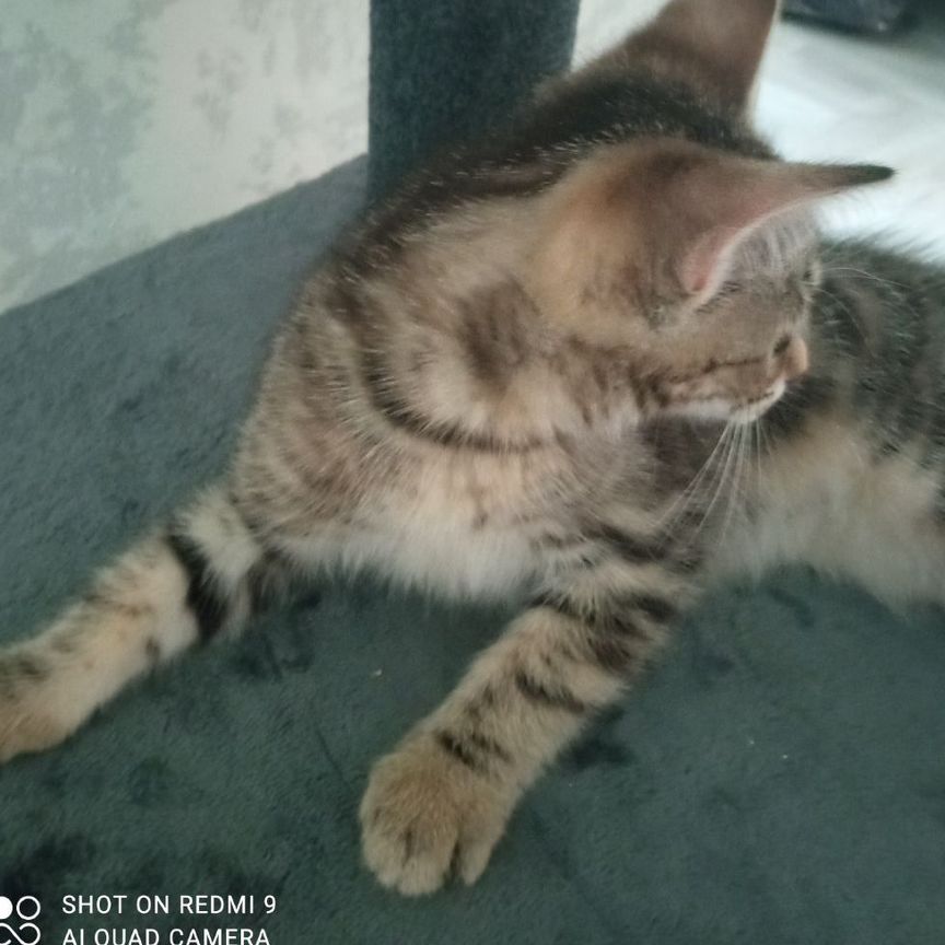 Котёнок в добрые руки