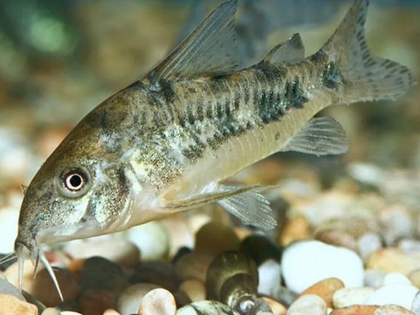 Сомики коридорасы