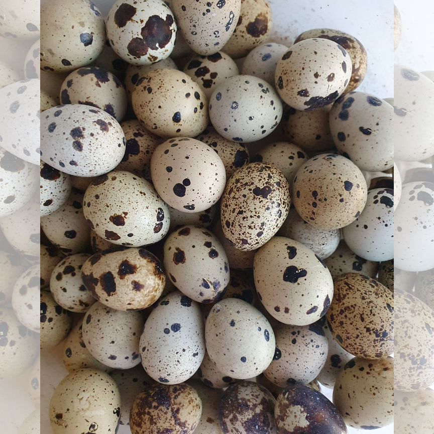 Инкубационное яйцо перепелов