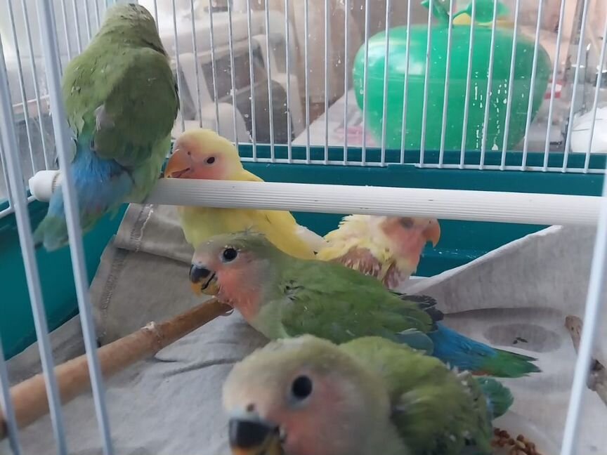Попугай неразлучники
