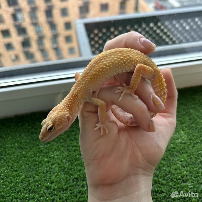 Эублефар самка