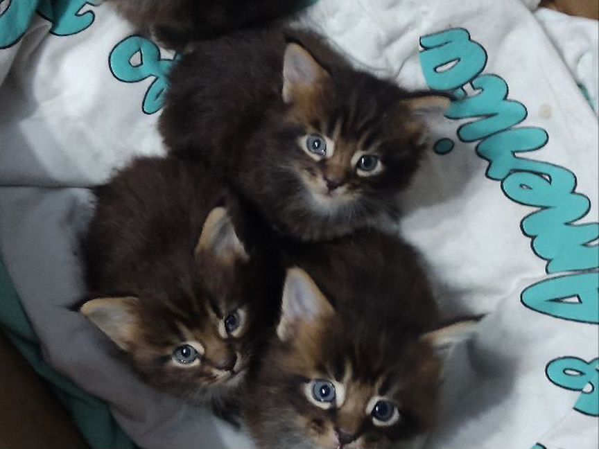 Котята мейн-кун