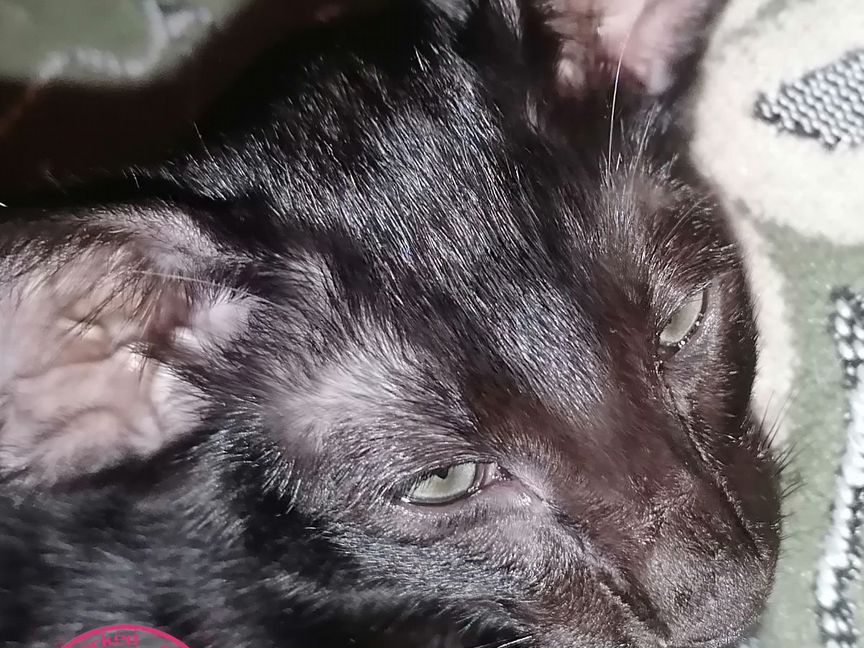 Ориентальные котята
