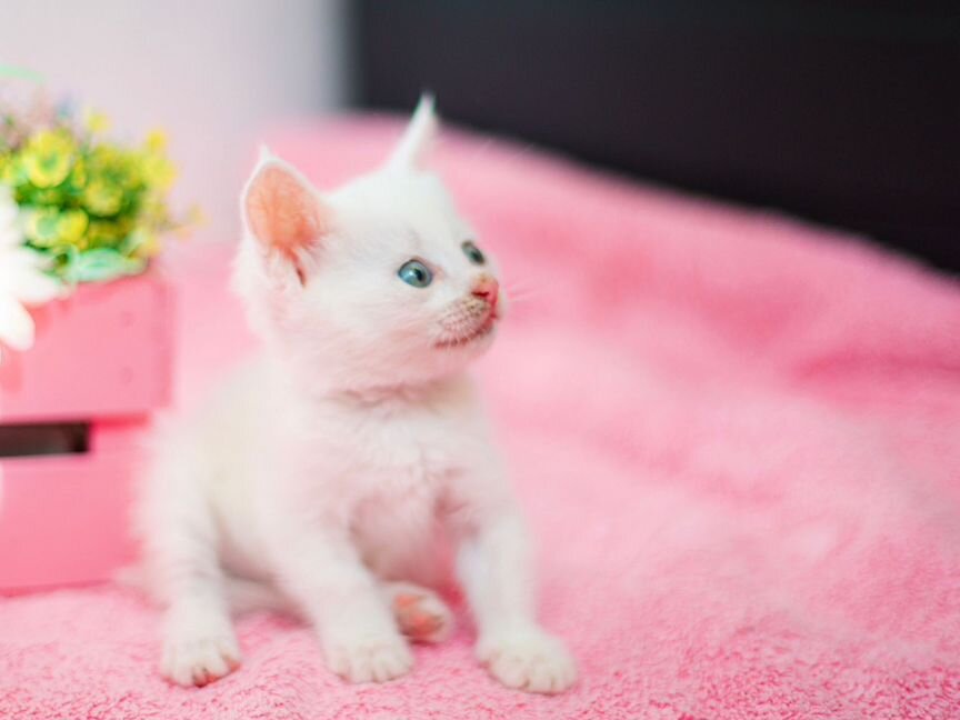 Котёнок-сирота ищет маму