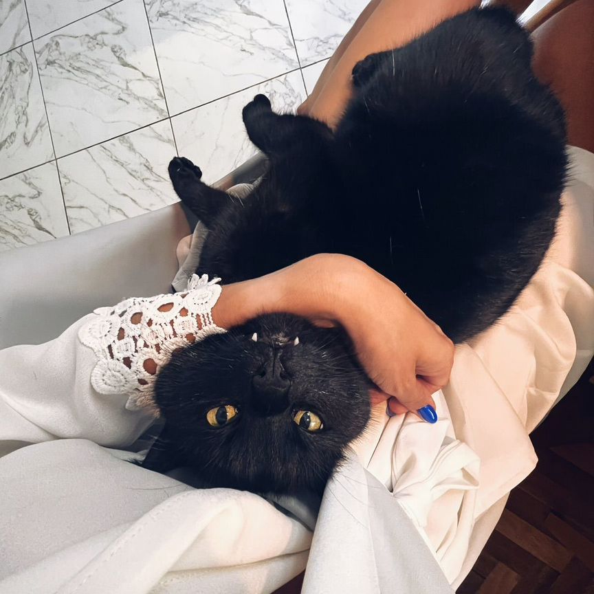 Кот в добрые руки