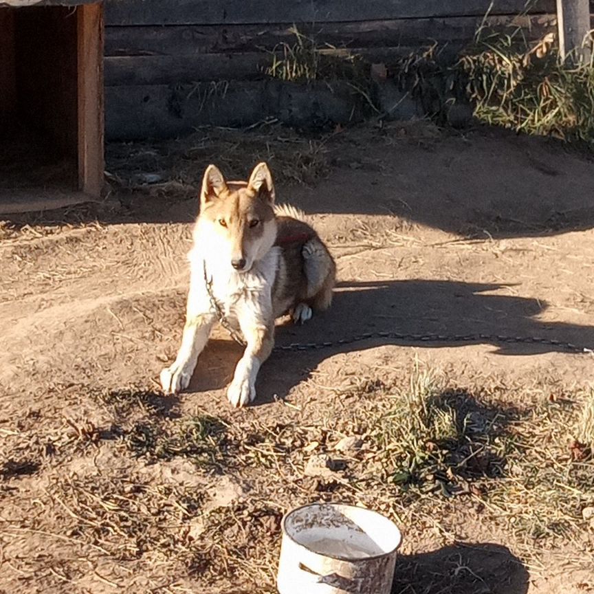 Продам щенка лайки