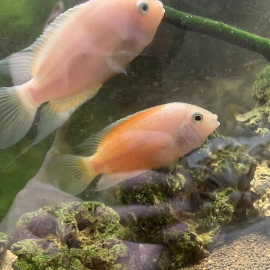 Цихлиды Розовый фламинго